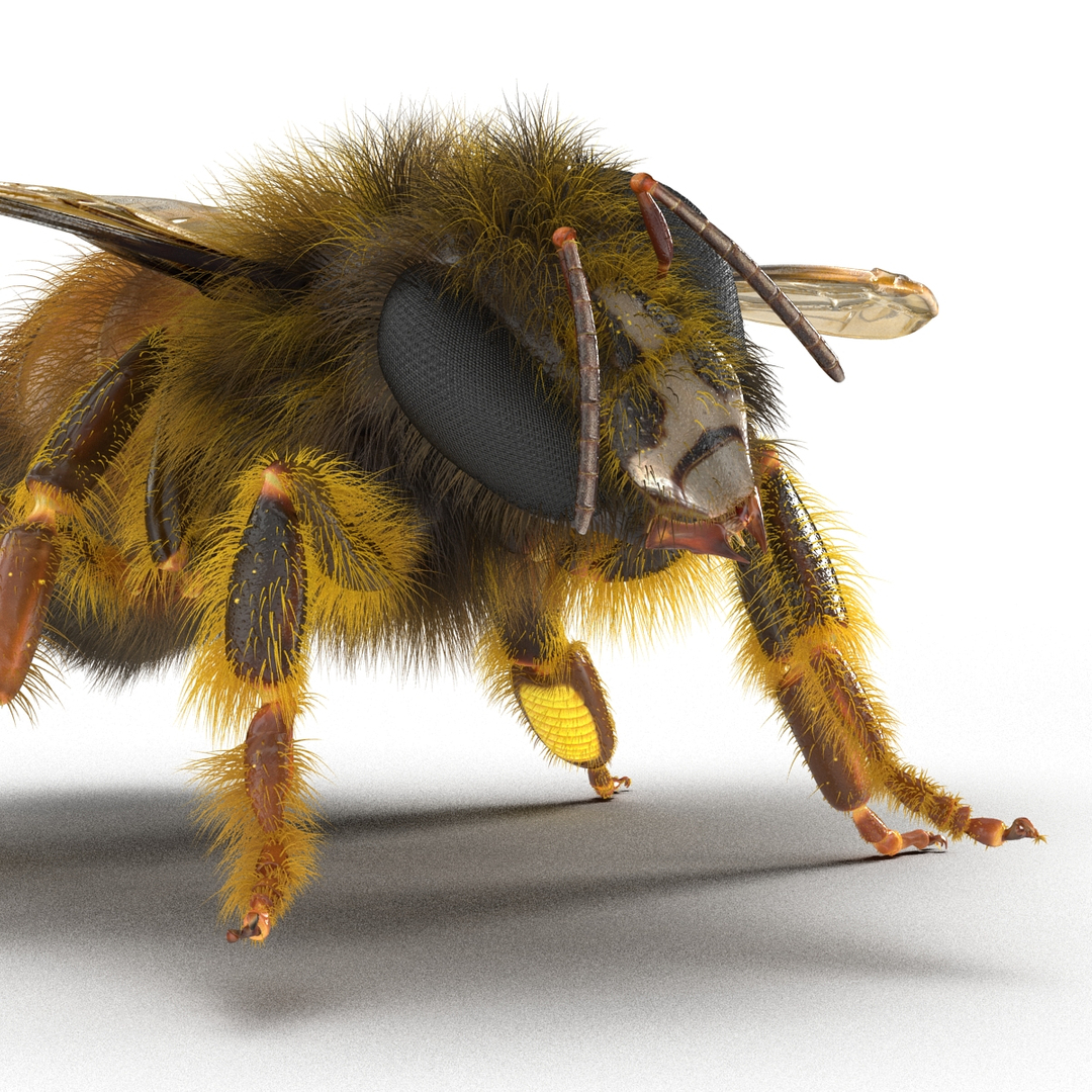 3d bee bumblebee