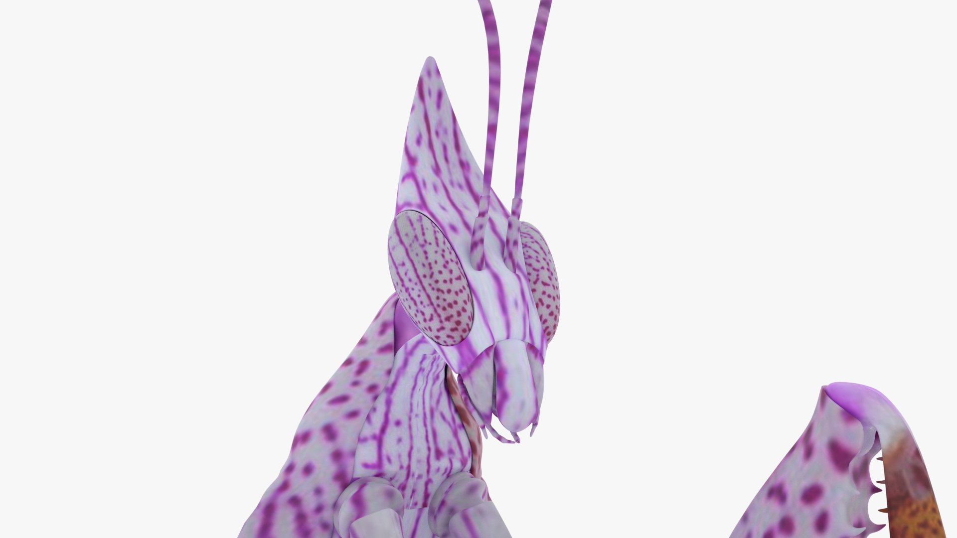 3D Praying Mantis Model - TurboSquid 2433403