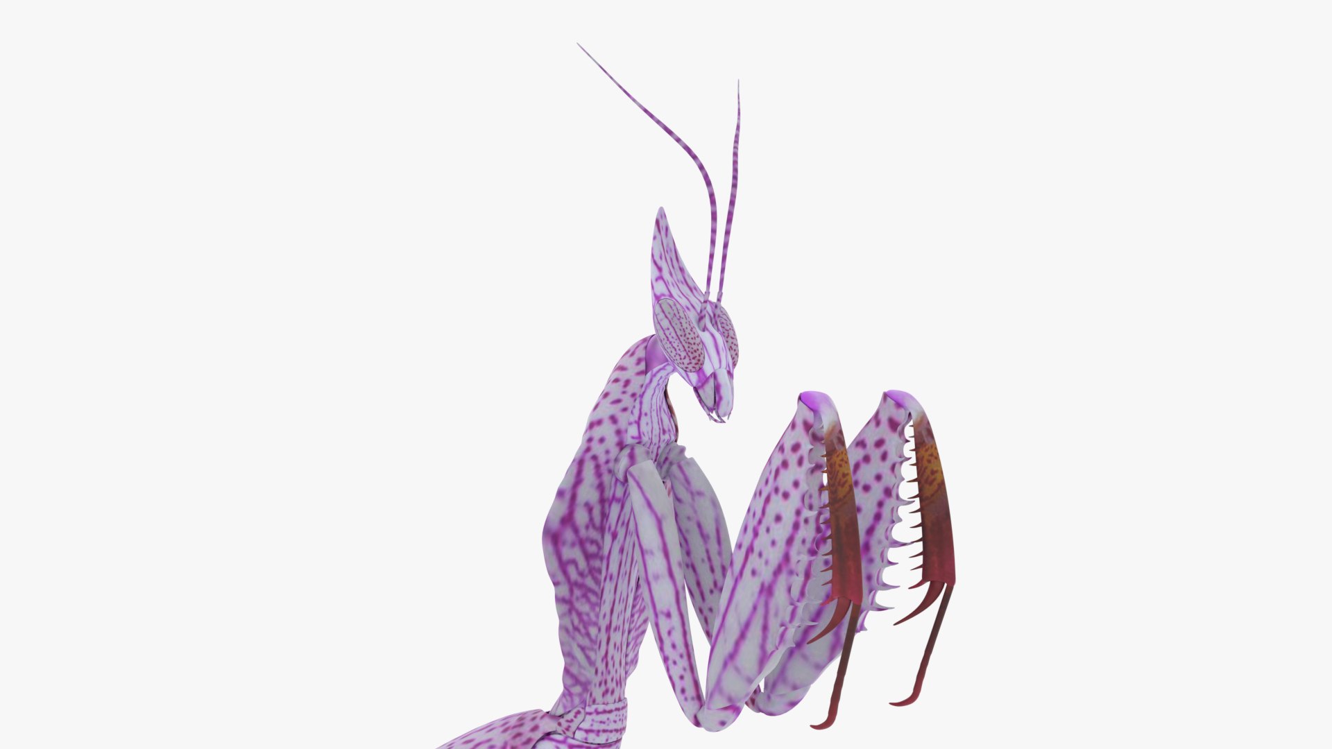 3D Praying Mantis Model - TurboSquid 2433403