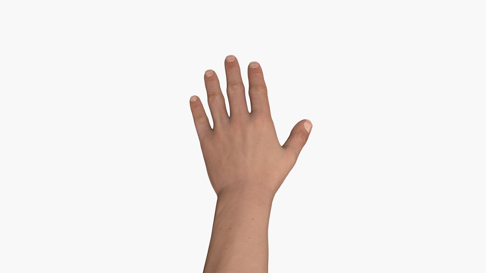 Free Hand 3D Model - TurboSquid 2382657