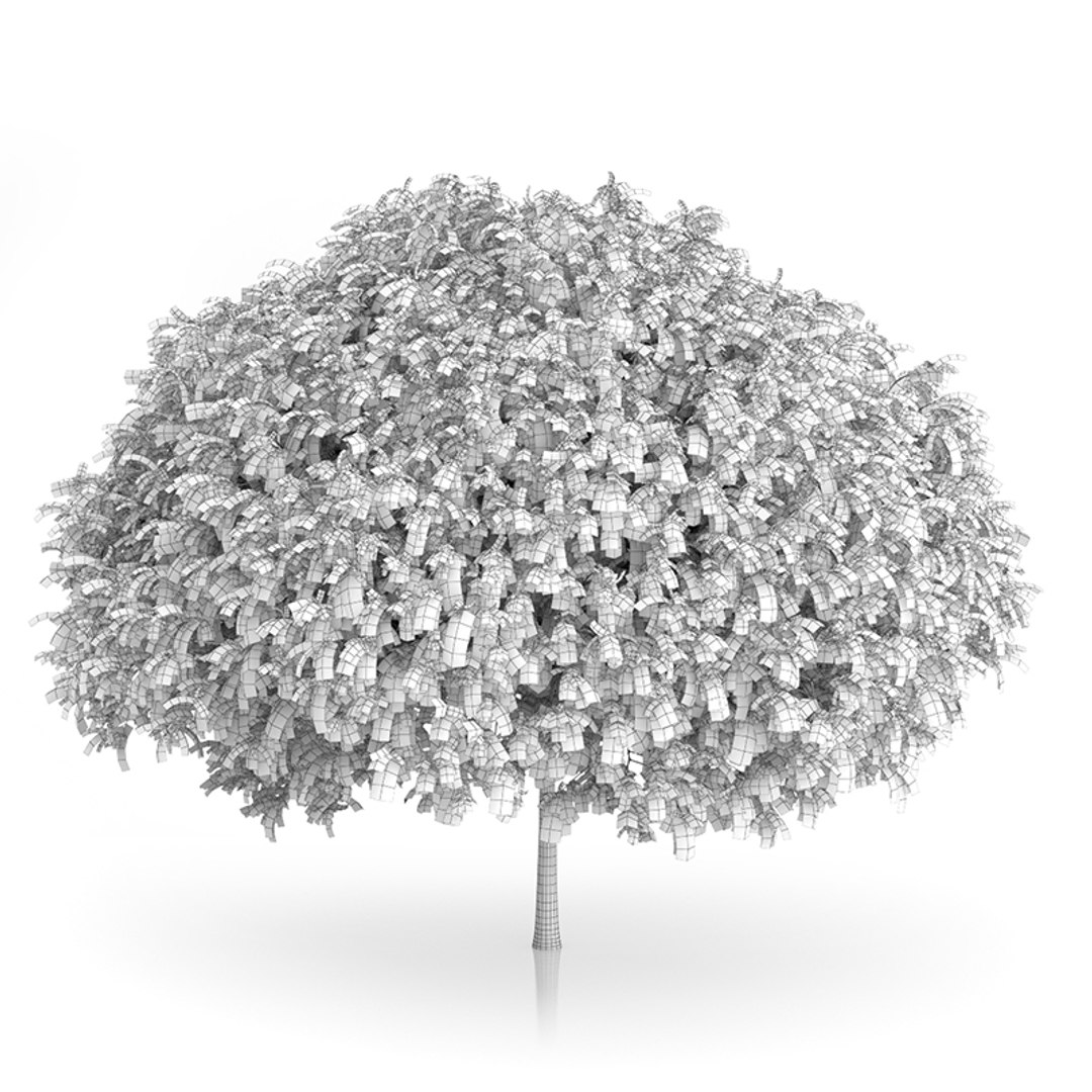 3d staghorn sumac tree rhus