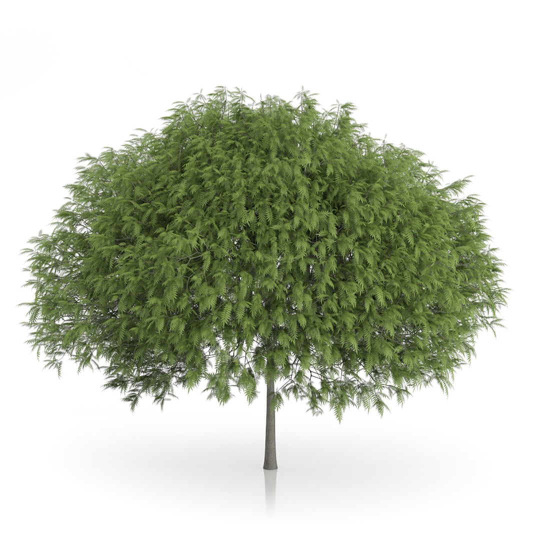 3d staghorn sumac tree rhus