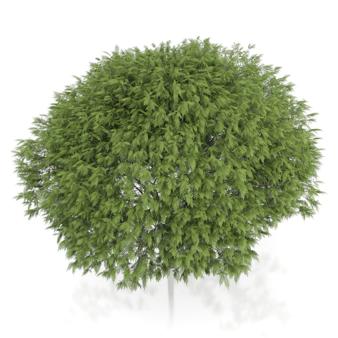 3d staghorn sumac tree rhus