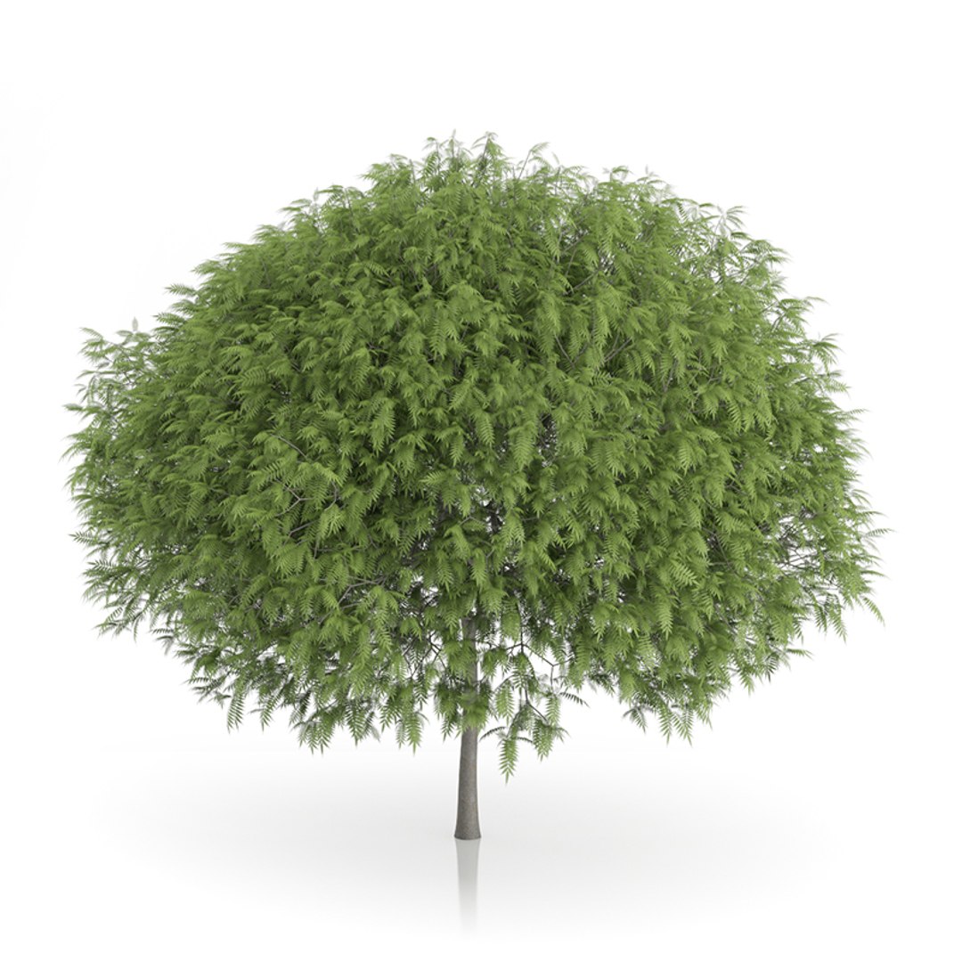 3d staghorn sumac tree rhus