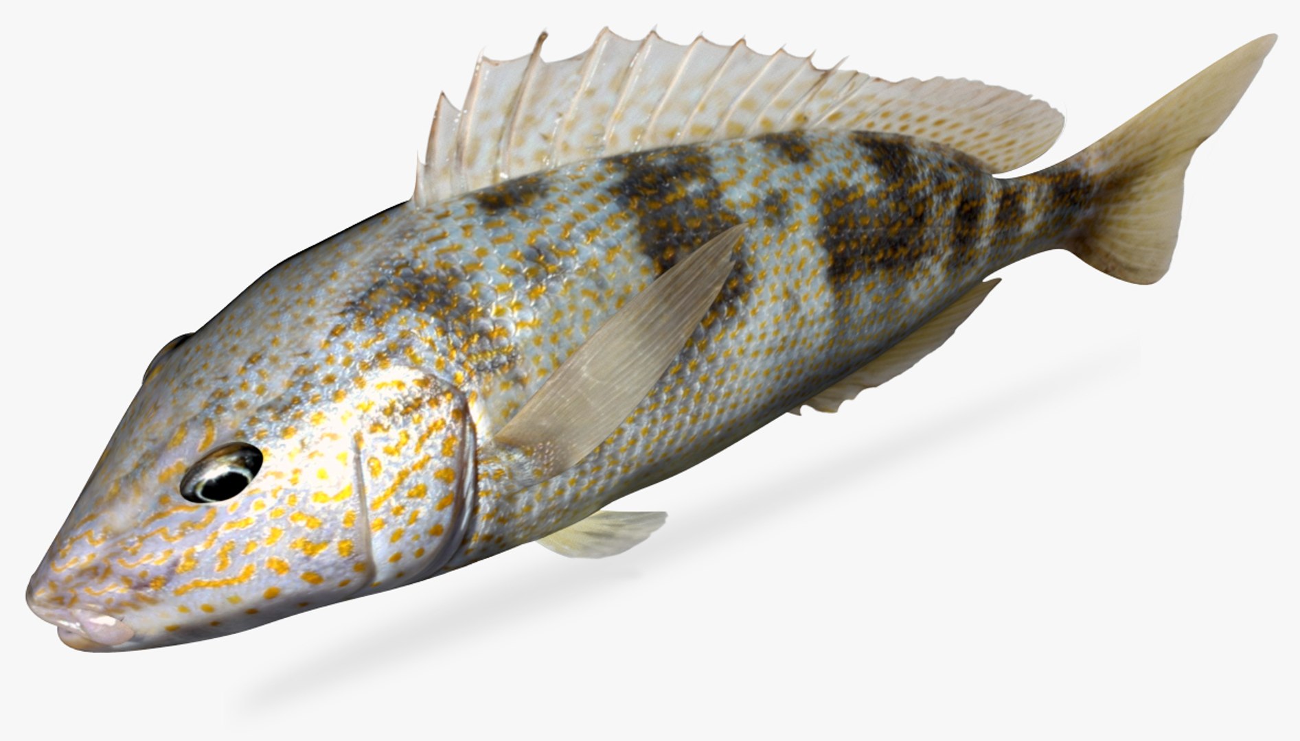 3D Pigfish Fish - TurboSquid 1328322