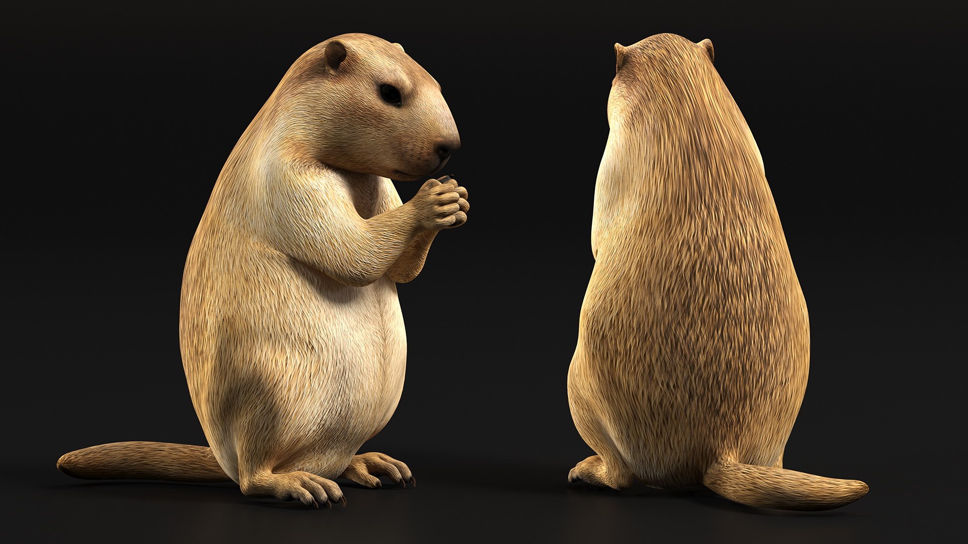 Alpine Marmot Eating Pose 3D Model - TurboSquid 1964228