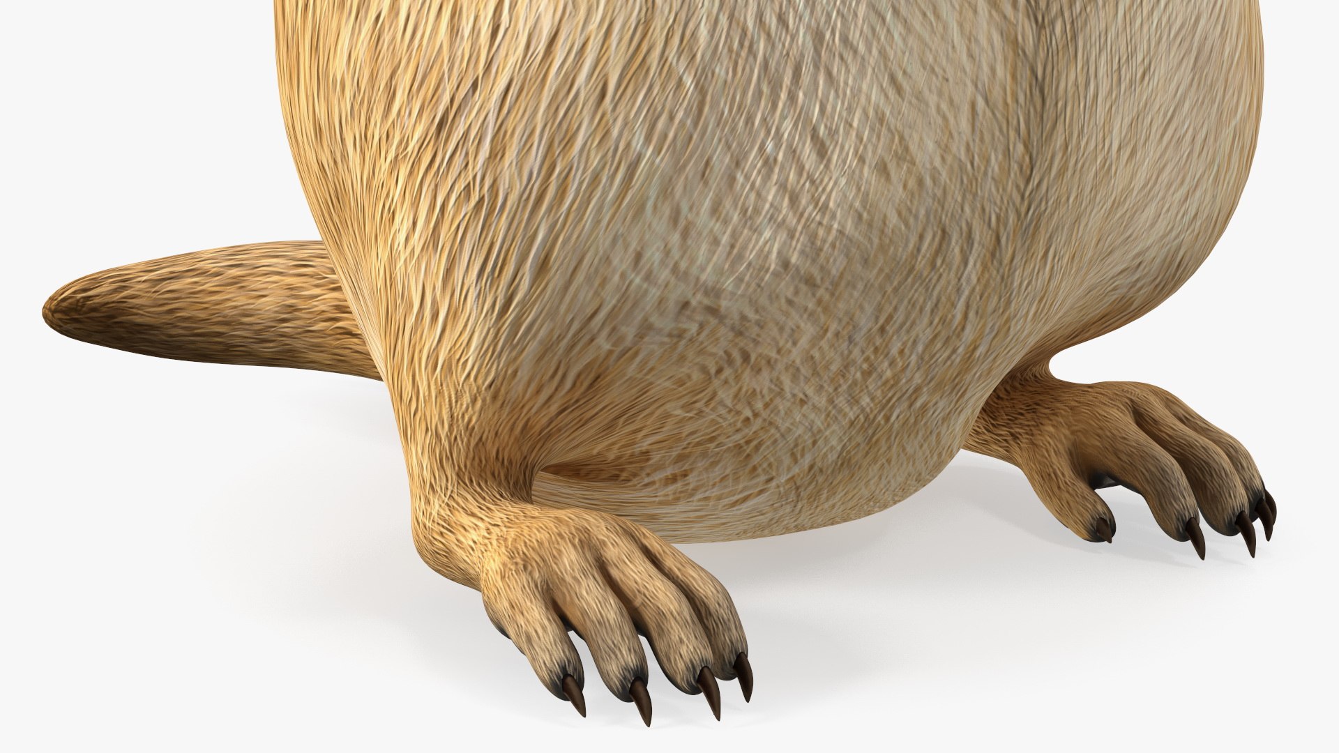 Alpine Marmot Eating Pose 3D Model - TurboSquid 1964228