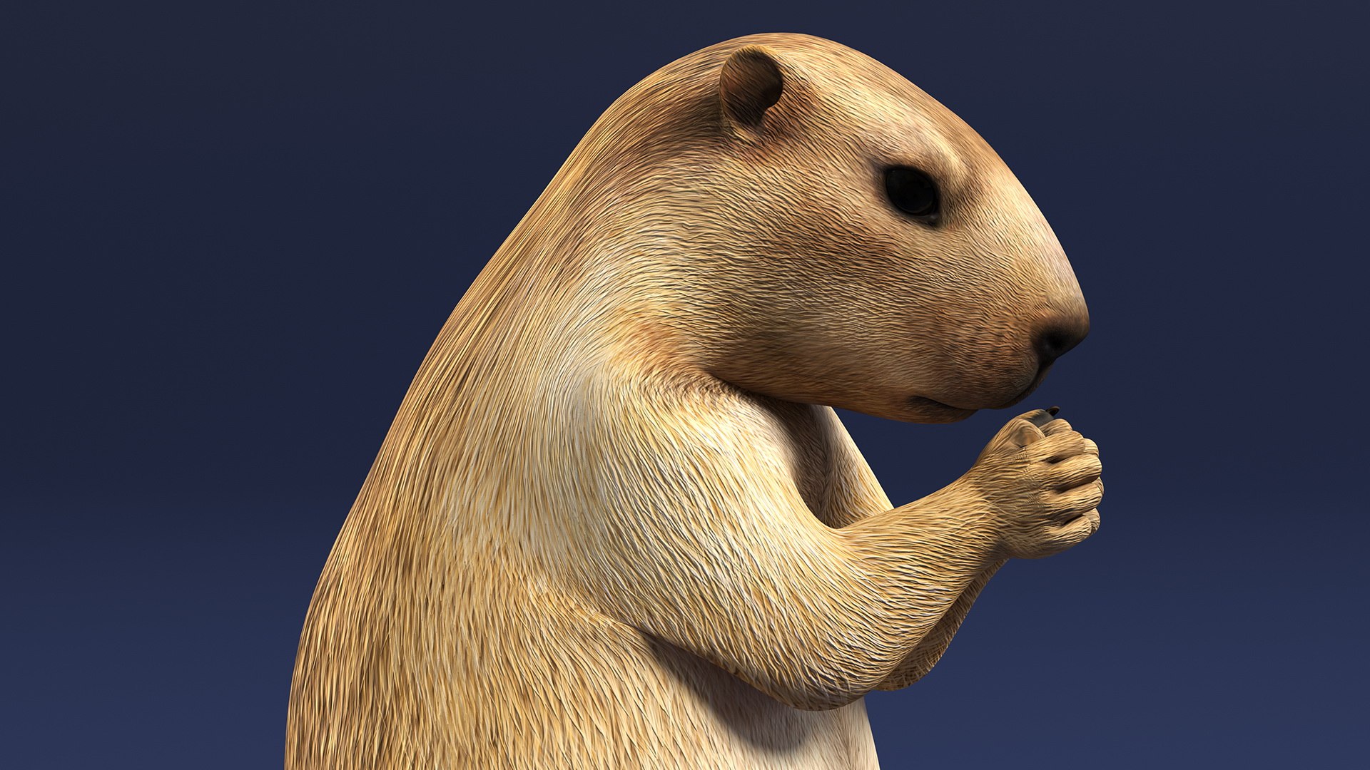 Alpine Marmot Eating Pose 3D Model - TurboSquid 1964228