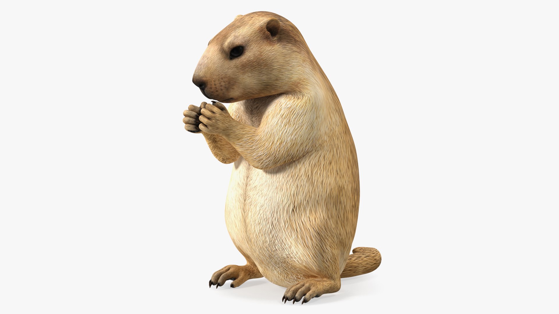 Alpine Marmot Eating Pose 3D model - TurboSquid 1964228