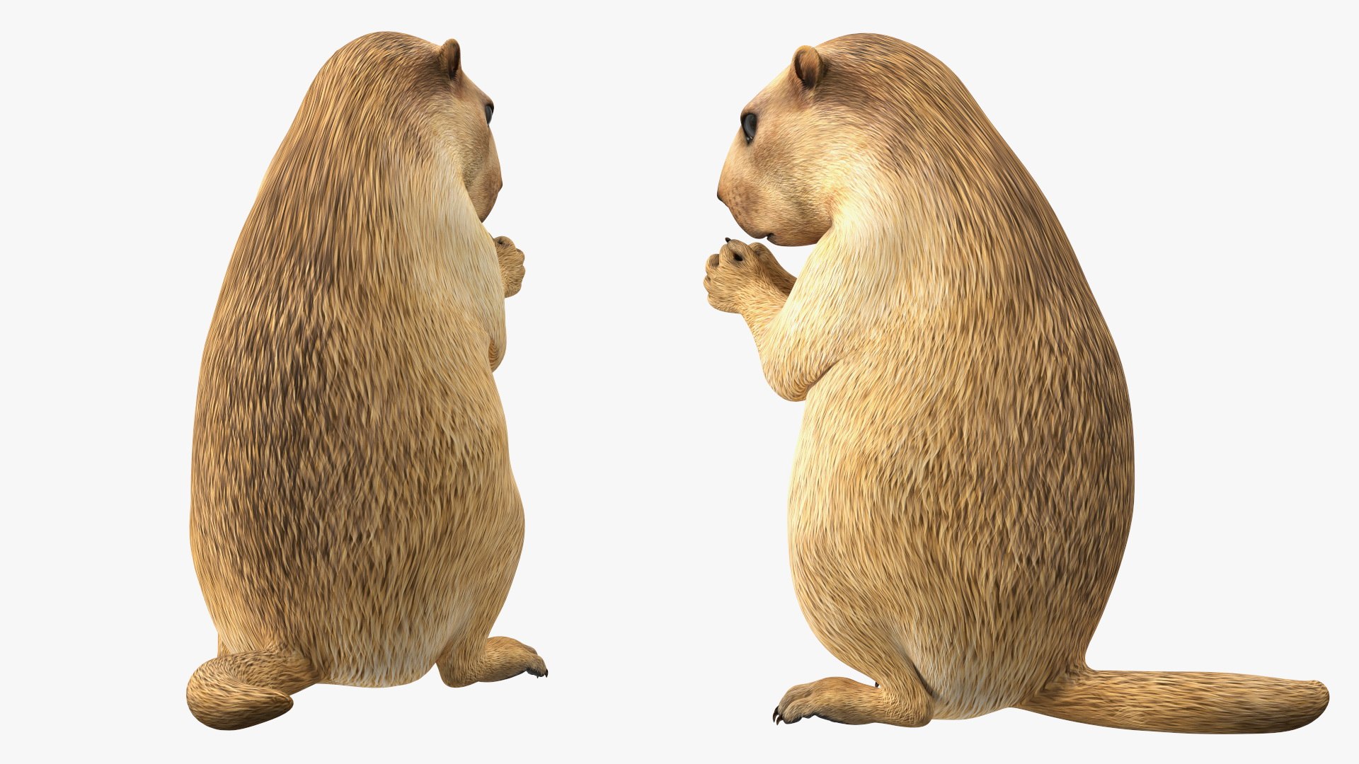 Alpine Marmot Eating Pose 3D Model - TurboSquid 1964228
