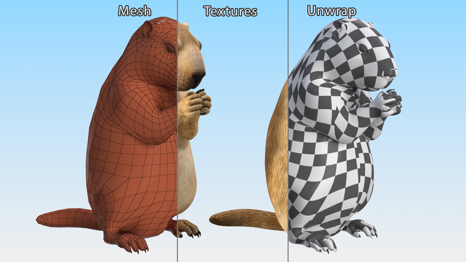 Alpine Marmot Eating Pose 3D Model - TurboSquid 1964228