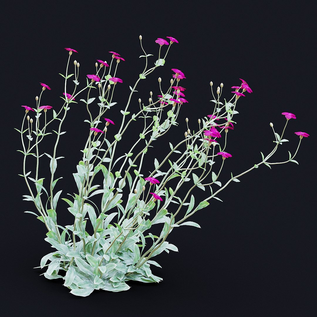 3D Lychnis Coronaria Model - TurboSquid 1981924