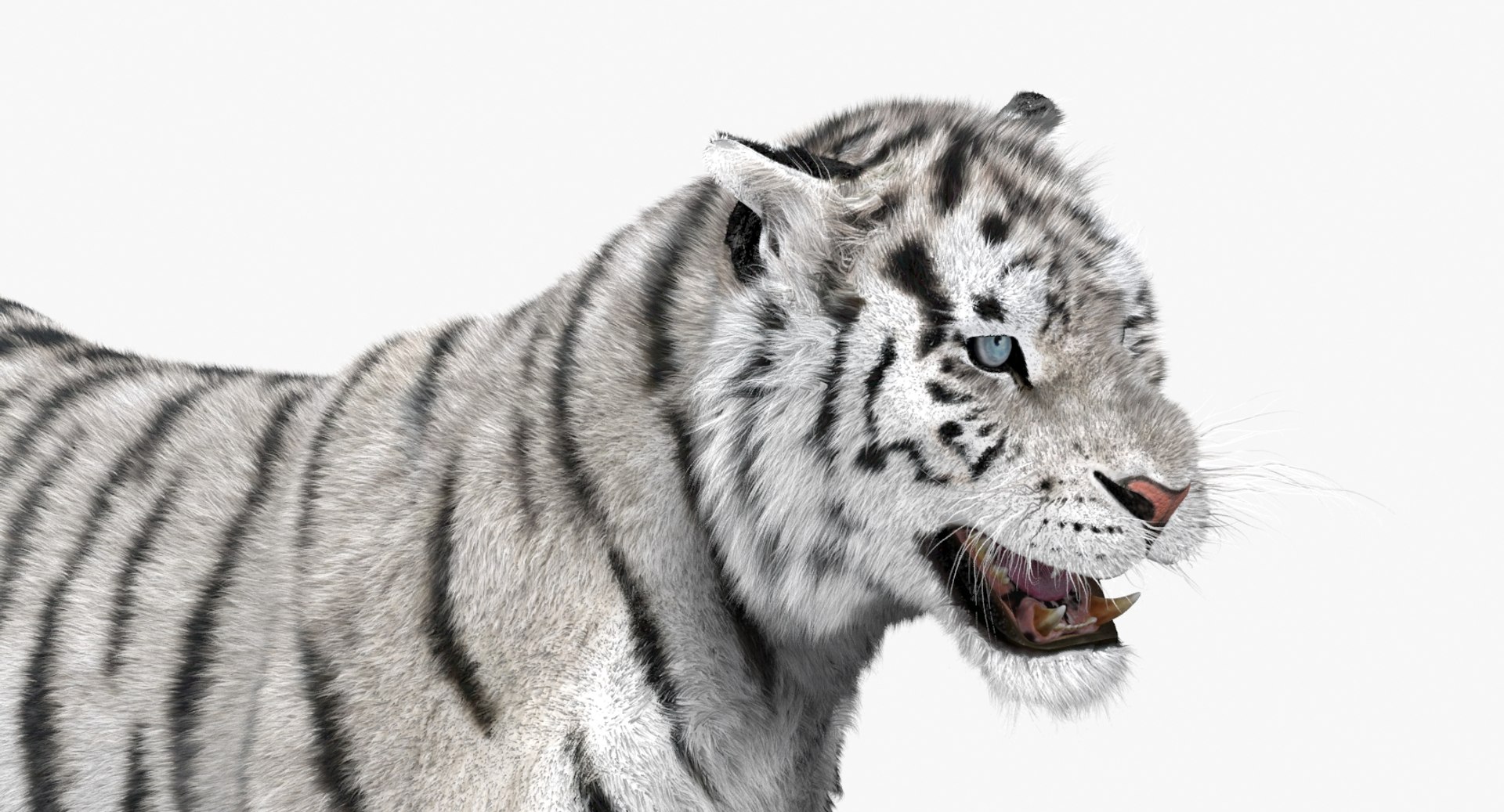 3d Tiger Fur Color Hair Animation
