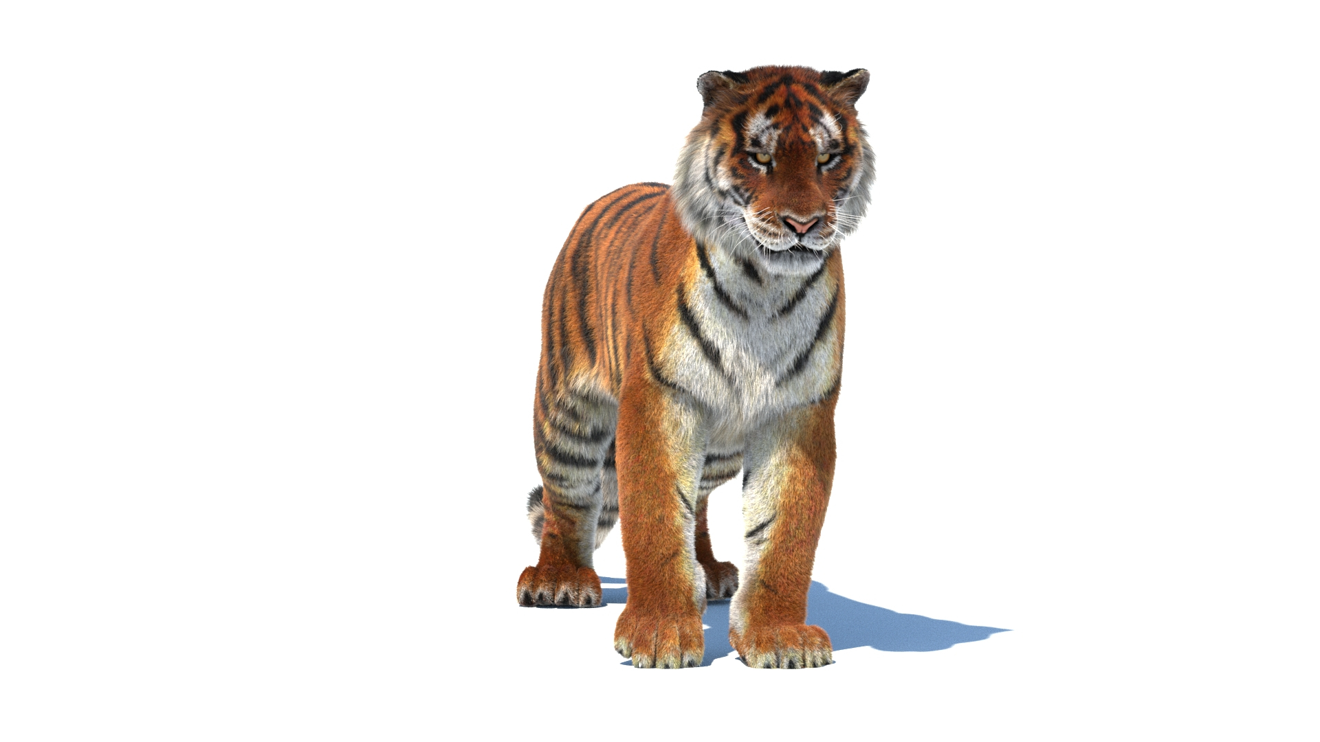 Hd Animated Tiger Wallpapers 1080p