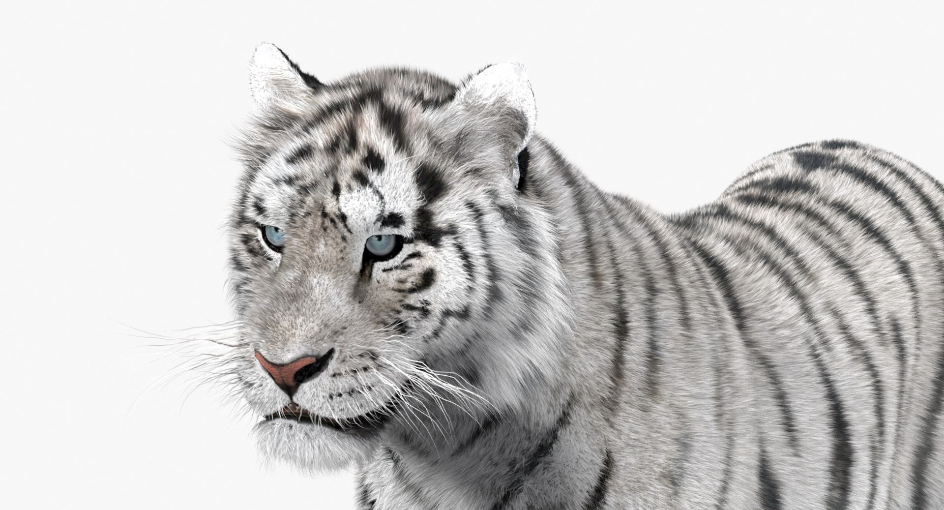 3d Tiger Fur Color Hair Animation