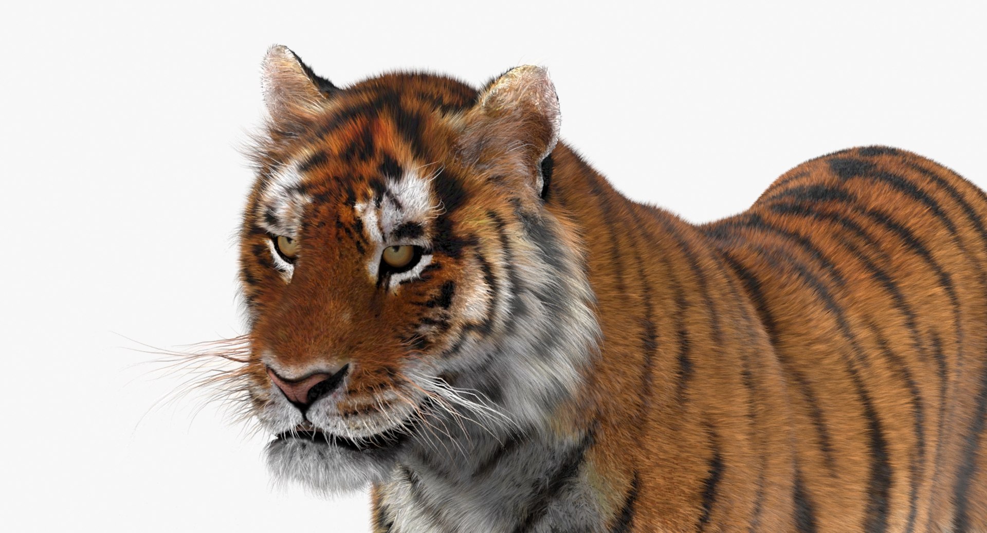 3d Tiger Fur Color Hair Animation