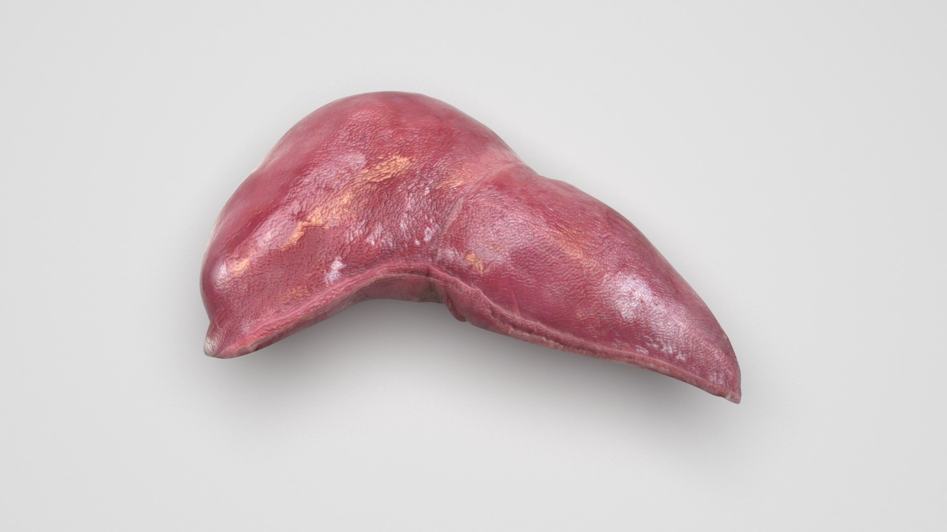 Liver Model - TurboSquid 1865181