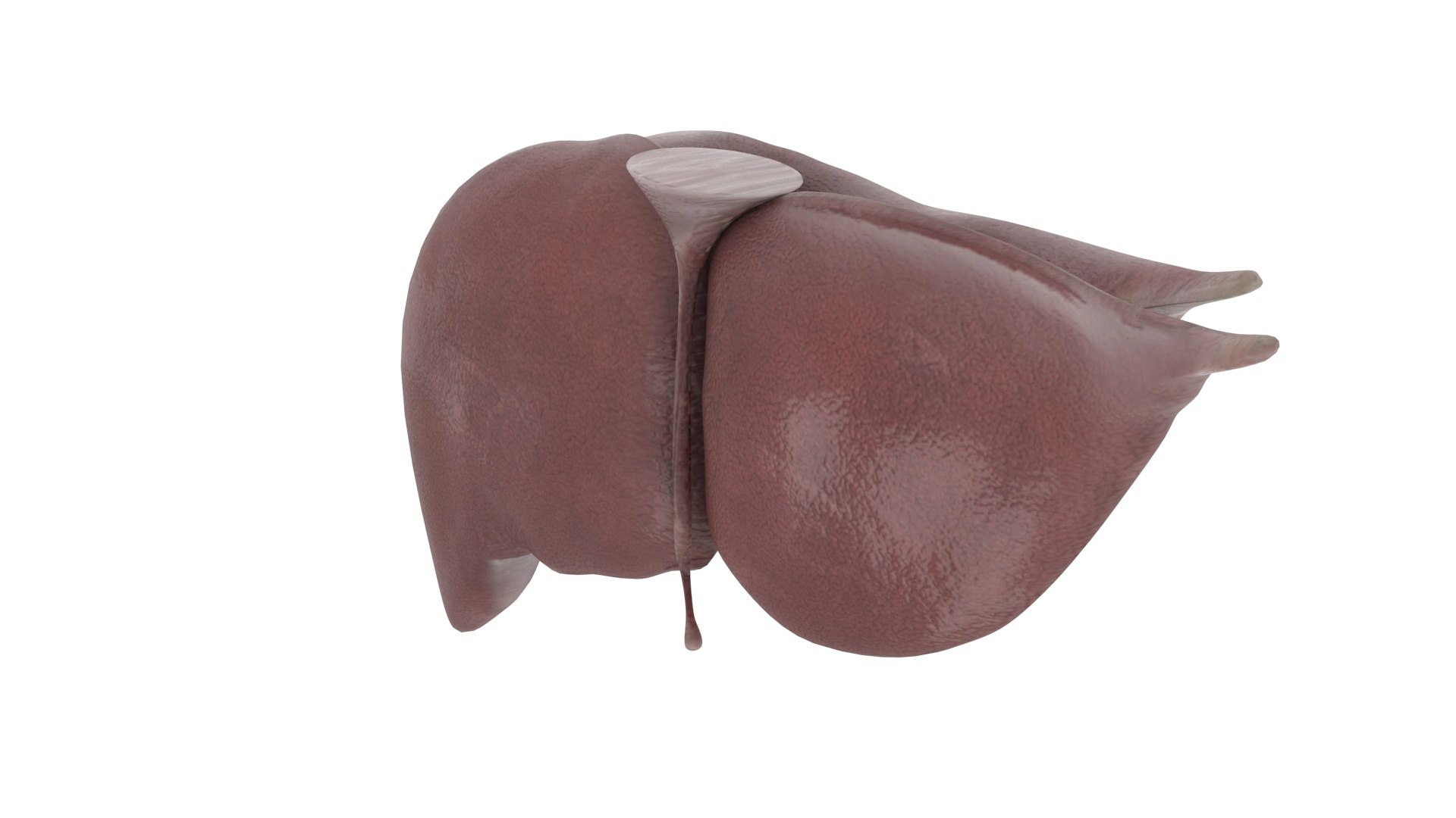 Liver Model - TurboSquid 1865181