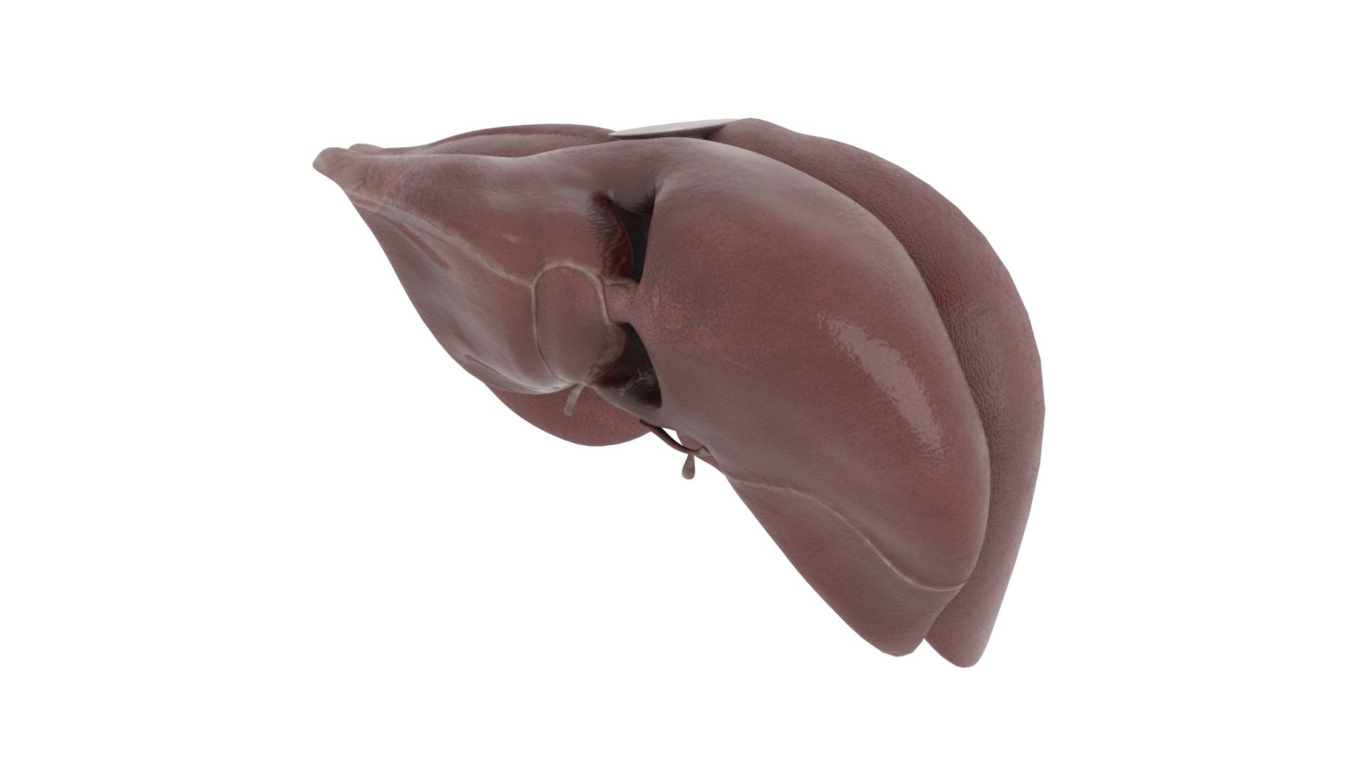Liver Model - TurboSquid 1865181