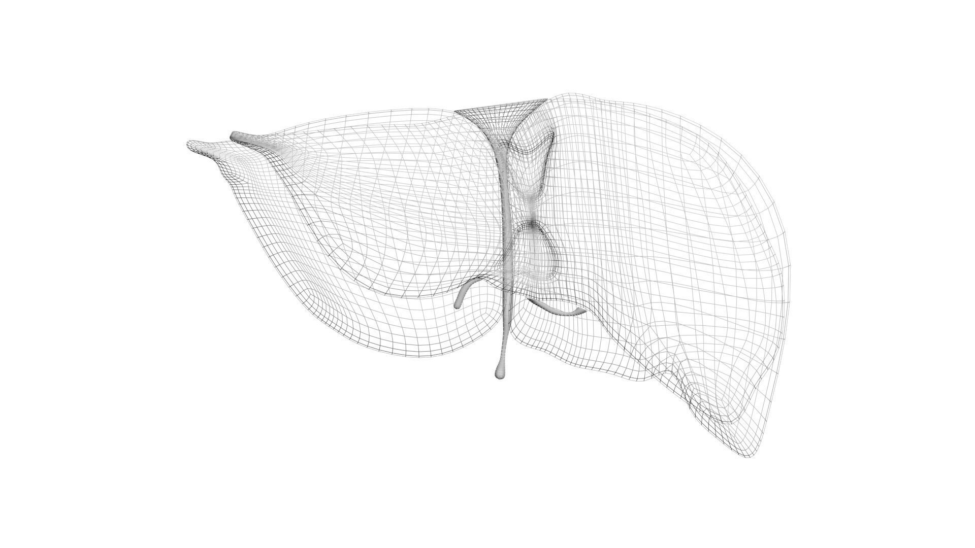Liver model - TurboSquid 1865181