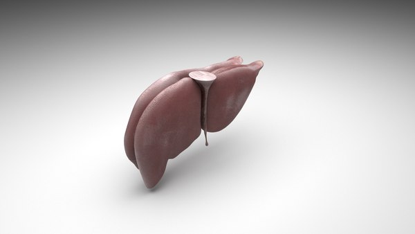 Liver 3D Models for Download | TurboSquid