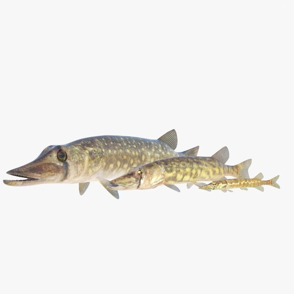 Pike Fish 3D Models for Download | TurboSquid