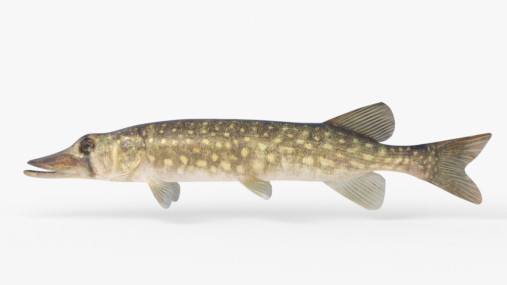 American Pickerel Evolution 3D Model - TurboSquid 1844113
