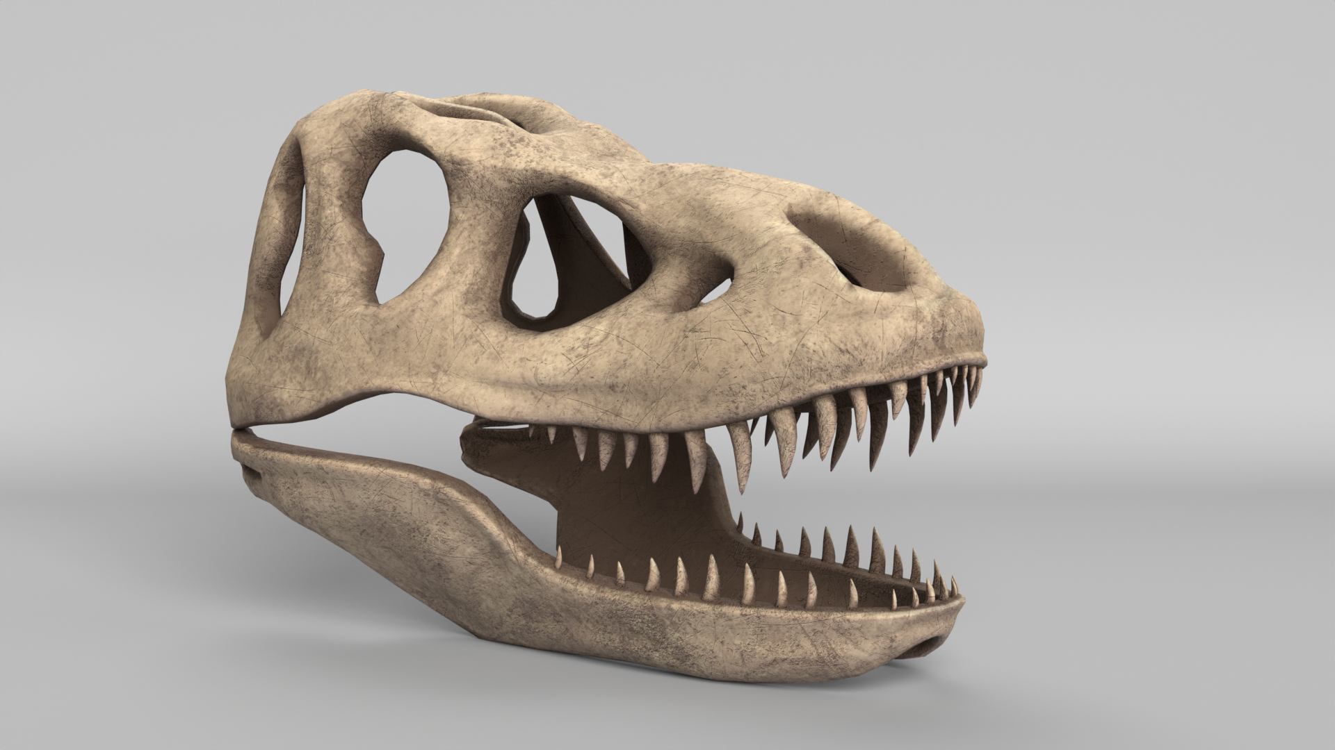 3D Tyrannosaurus Rex Skull Model - TurboSquid 2115422