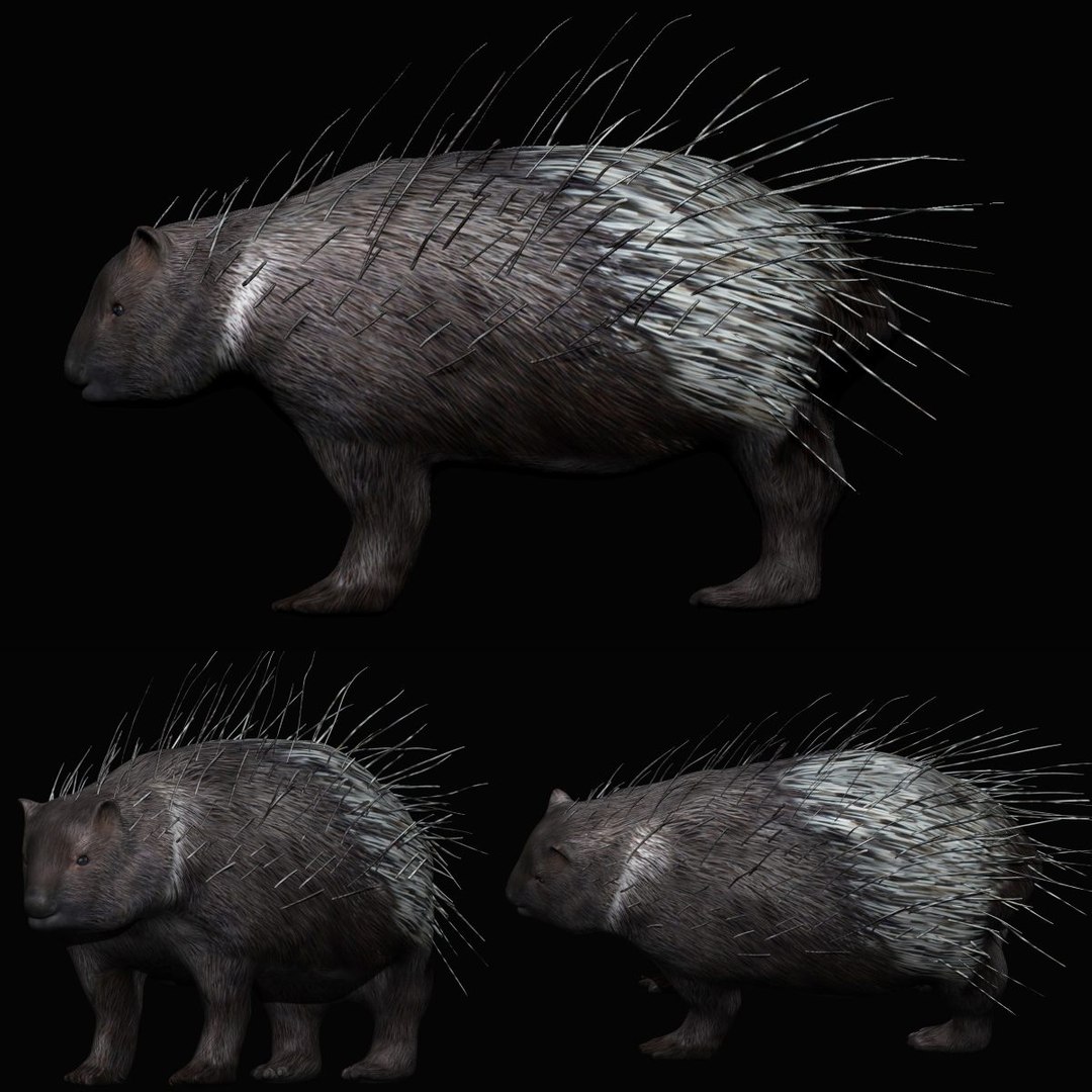Fully Rigged Low Polygon Porcupine Model - TurboSquid 1717045