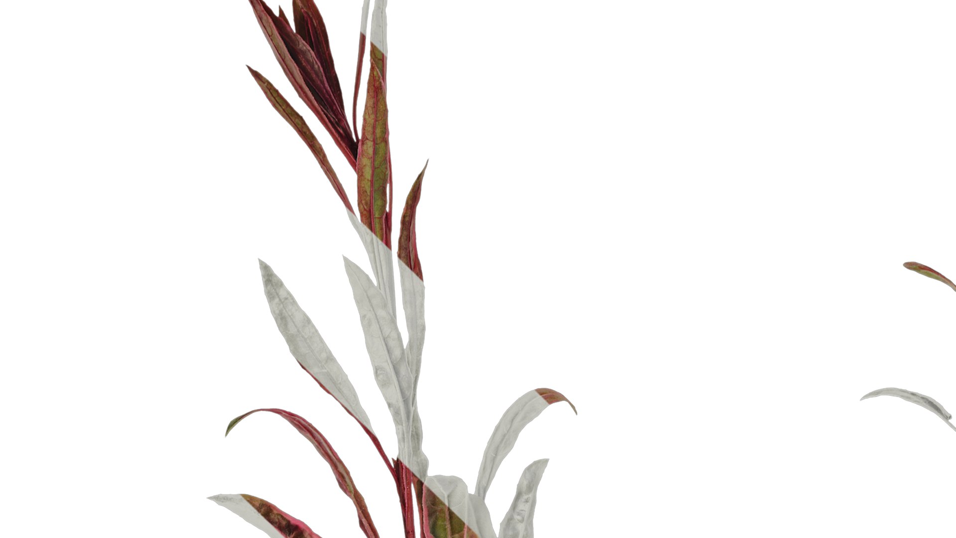 Anydrafts Gaura Passionate Rainbow Atlas 01 Textures 3D Model - TurboSquid 2355799