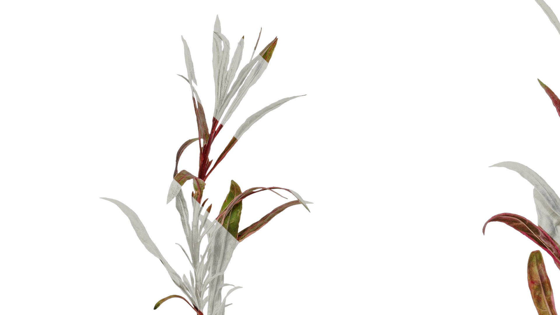 Anydrafts Gaura Passionate Rainbow Atlas 01 Textures 3D Model - TurboSquid 2355799