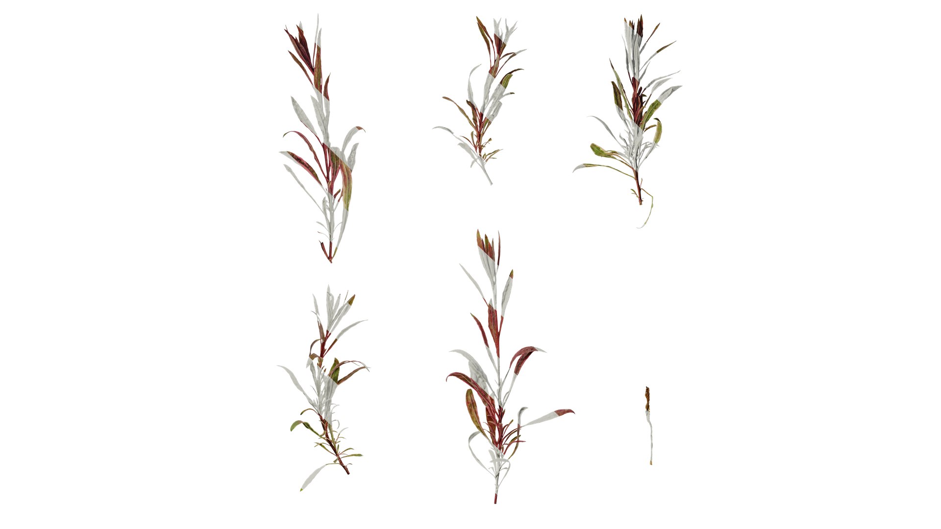 Anydrafts Gaura Passionate Rainbow Atlas 01 Textures 3D Model - TurboSquid 2355799