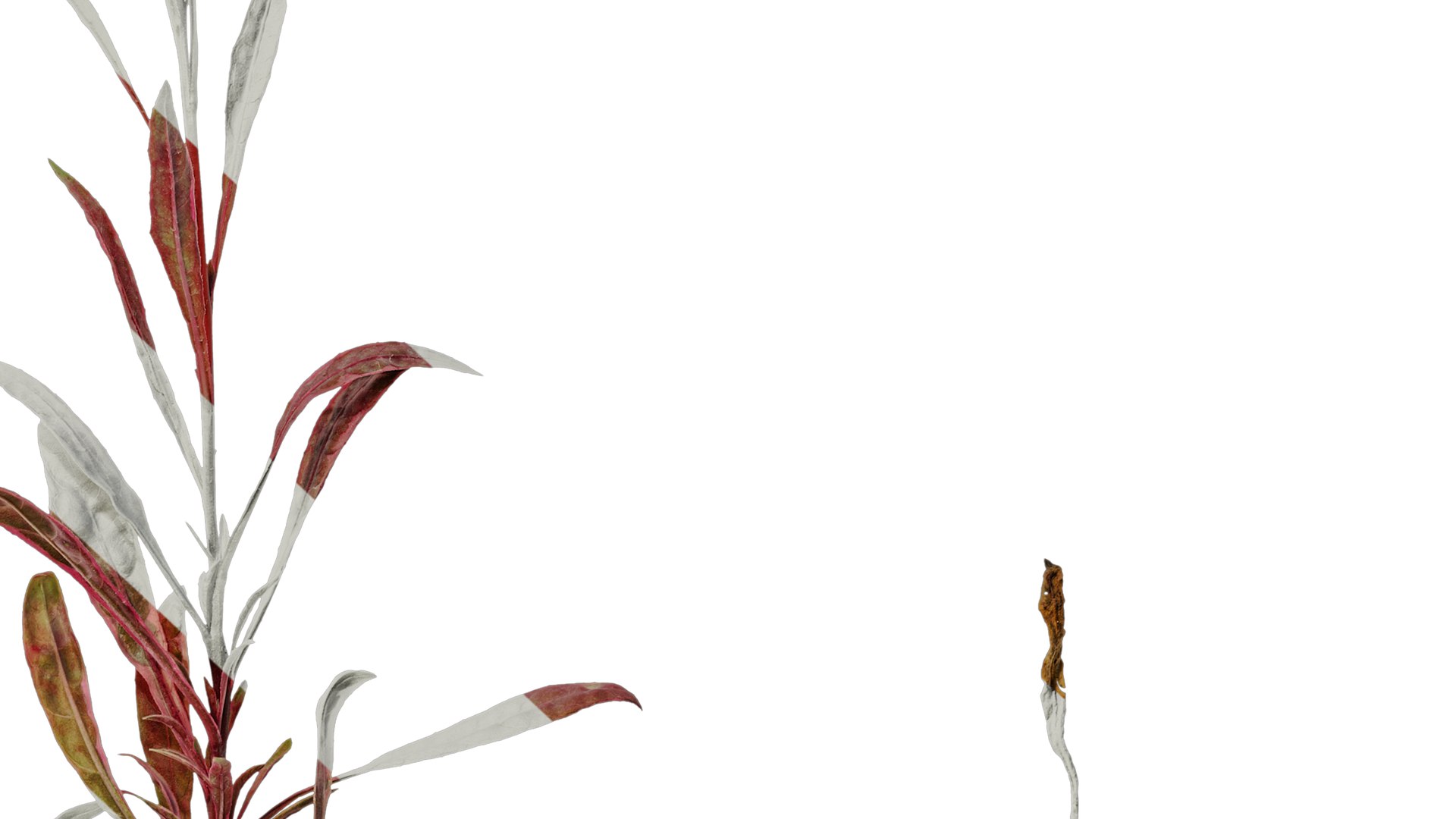 Anydrafts Gaura Passionate Rainbow Atlas 01 Textures 3D Model - TurboSquid 2355799