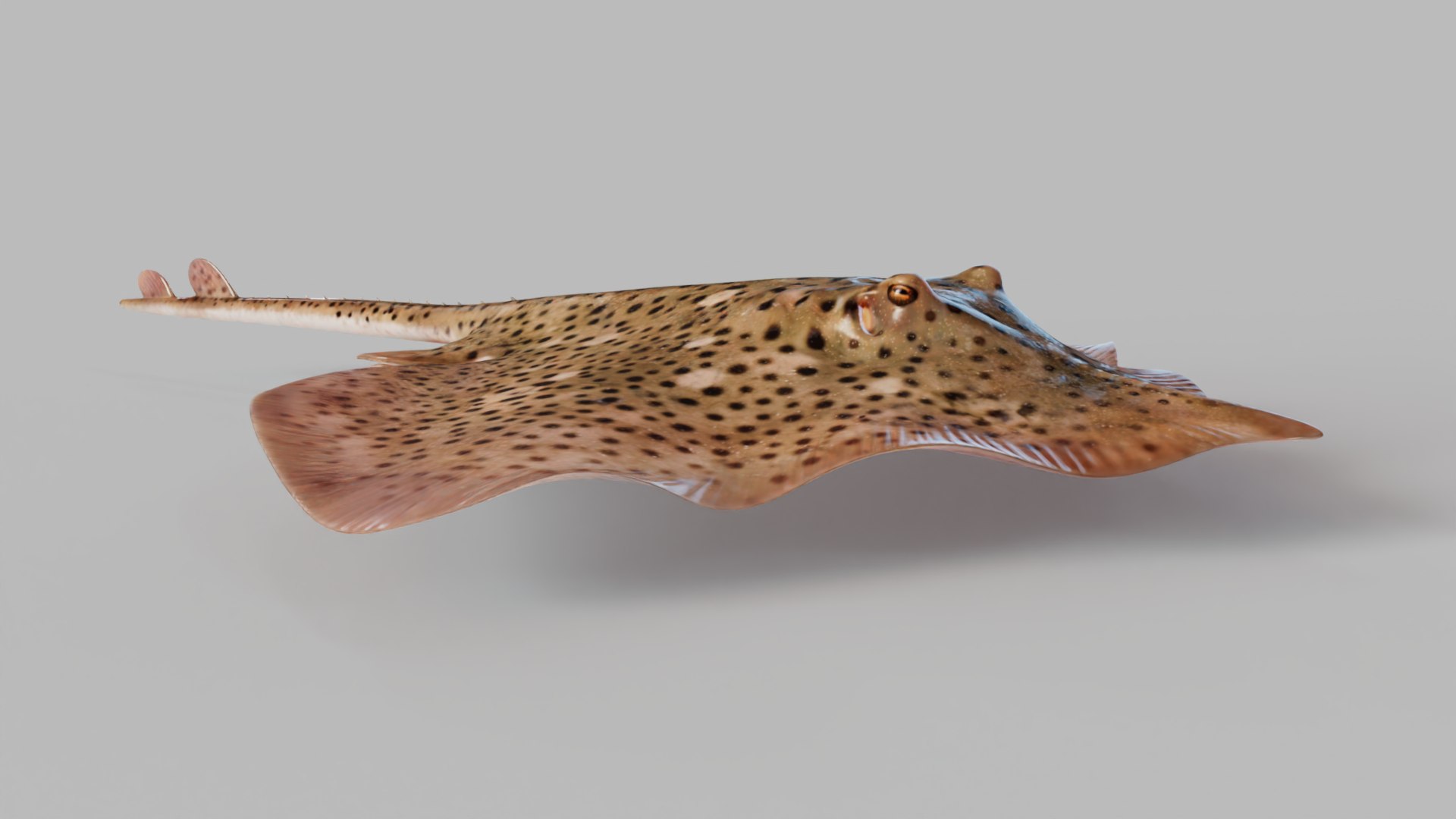 3D Stingray Animated Model - TurboSquid 2354956