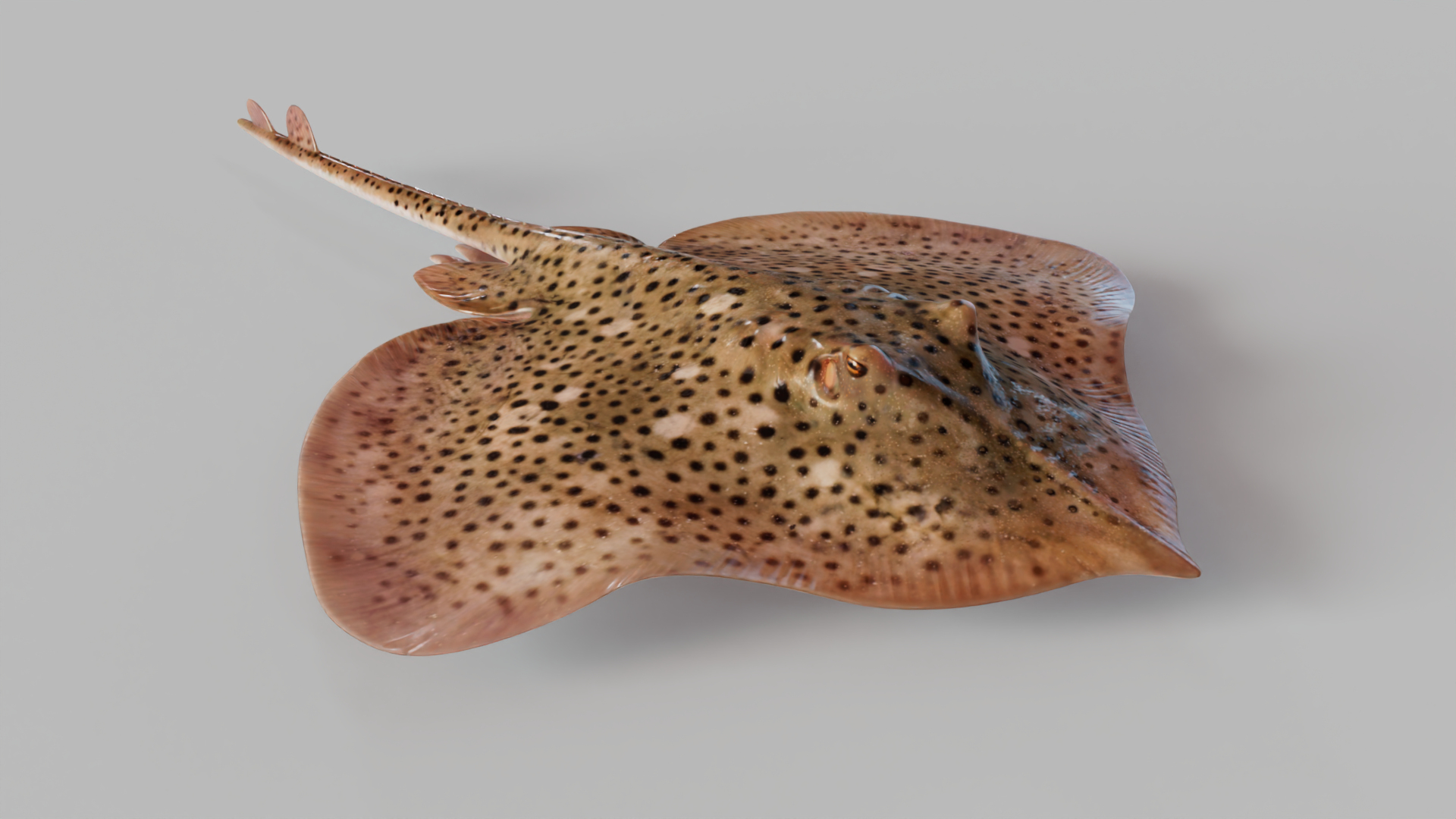3D Stingray Animated Model - TurboSquid 2354956