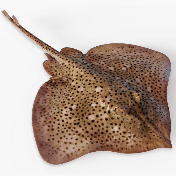 modelo 3d Mantarraya animada - TurboSquid 2354956