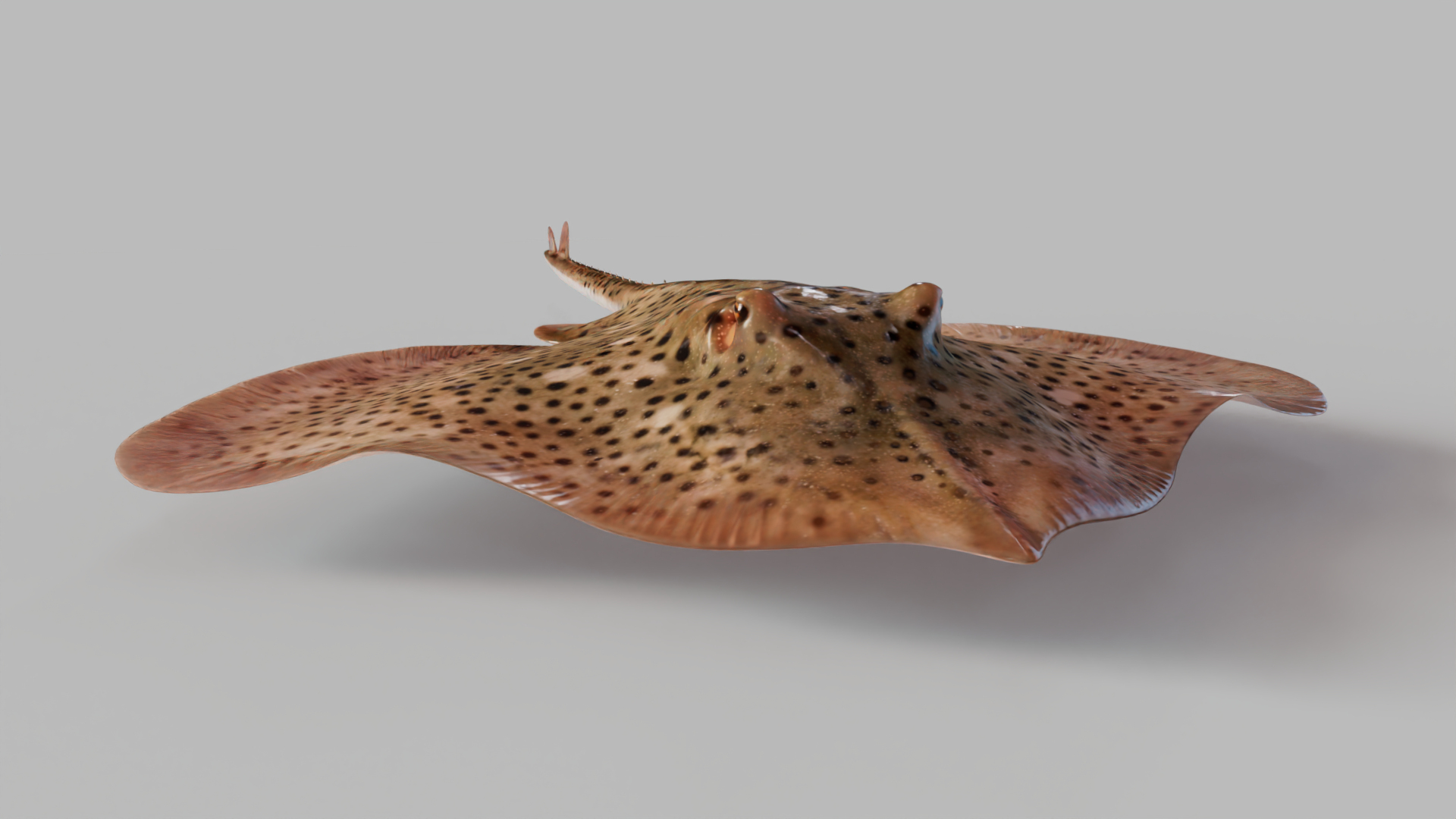 3D Stingray Animated Model - TurboSquid 2354956