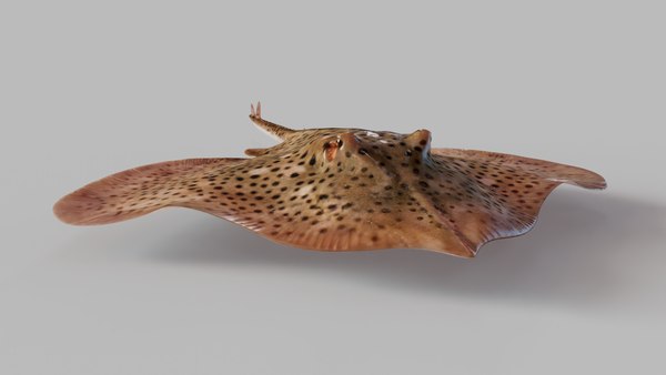 modelo 3d Mantarraya animada - TurboSquid 2354956