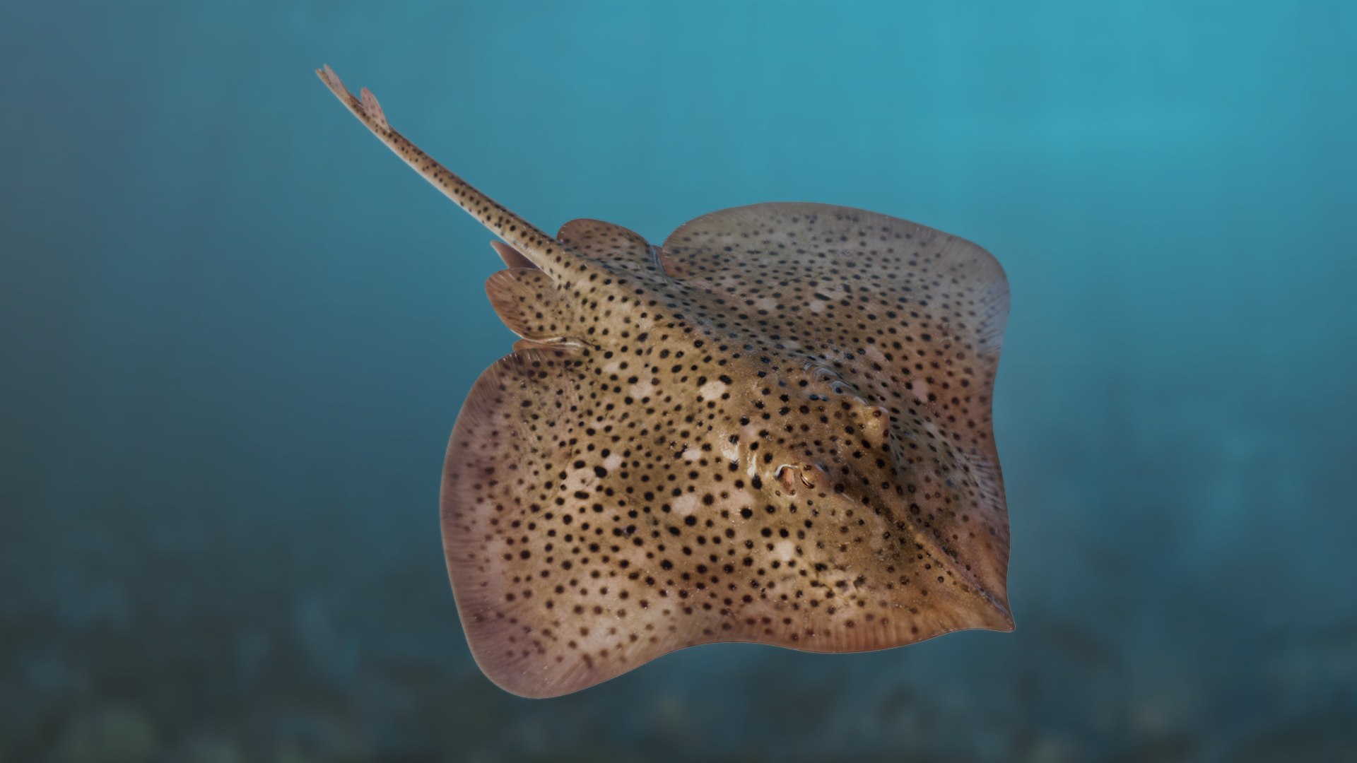 3D Stingray Animated Model - TurboSquid 2354956