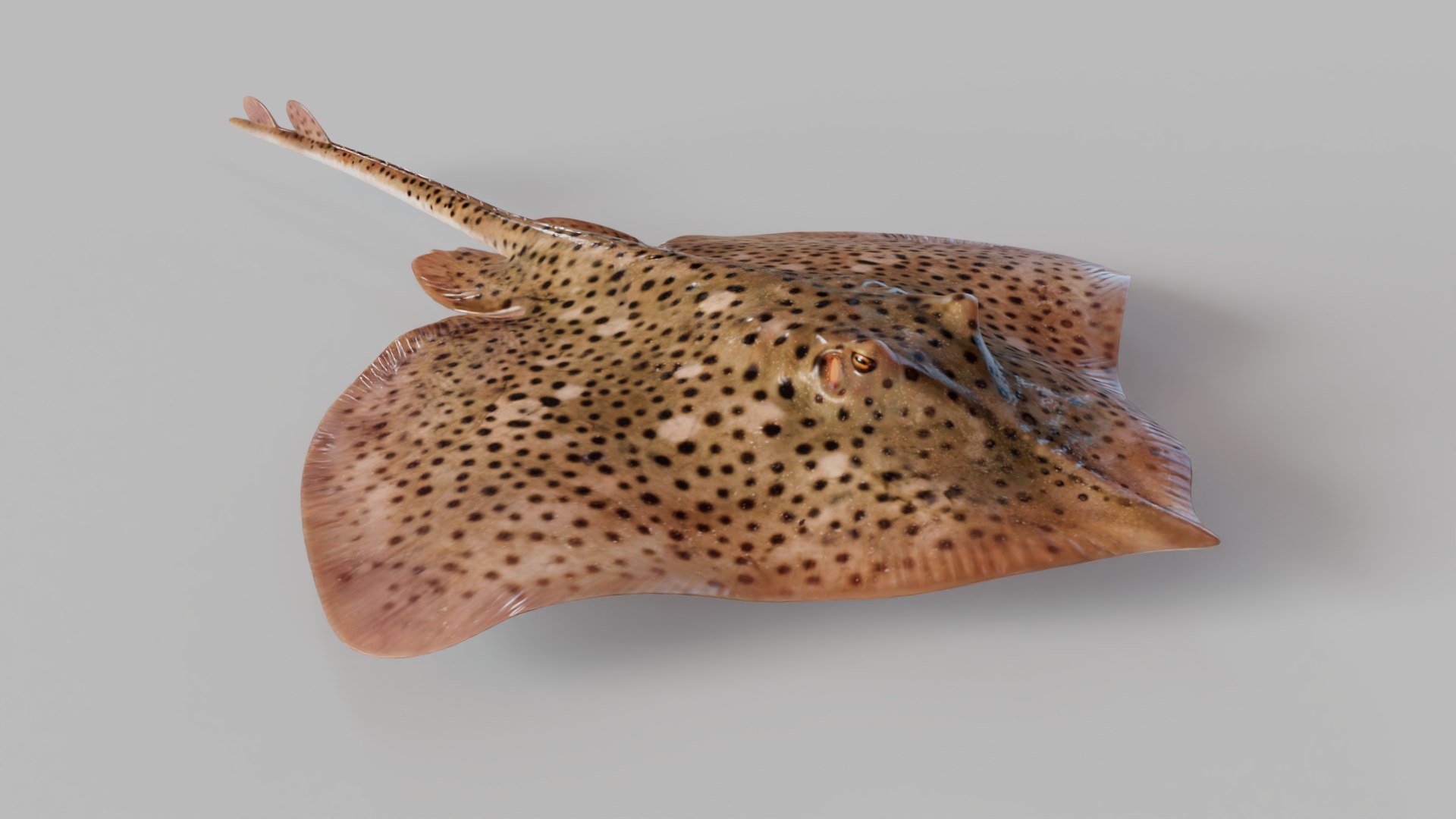 3D Stingray Animated Model - TurboSquid 2354956