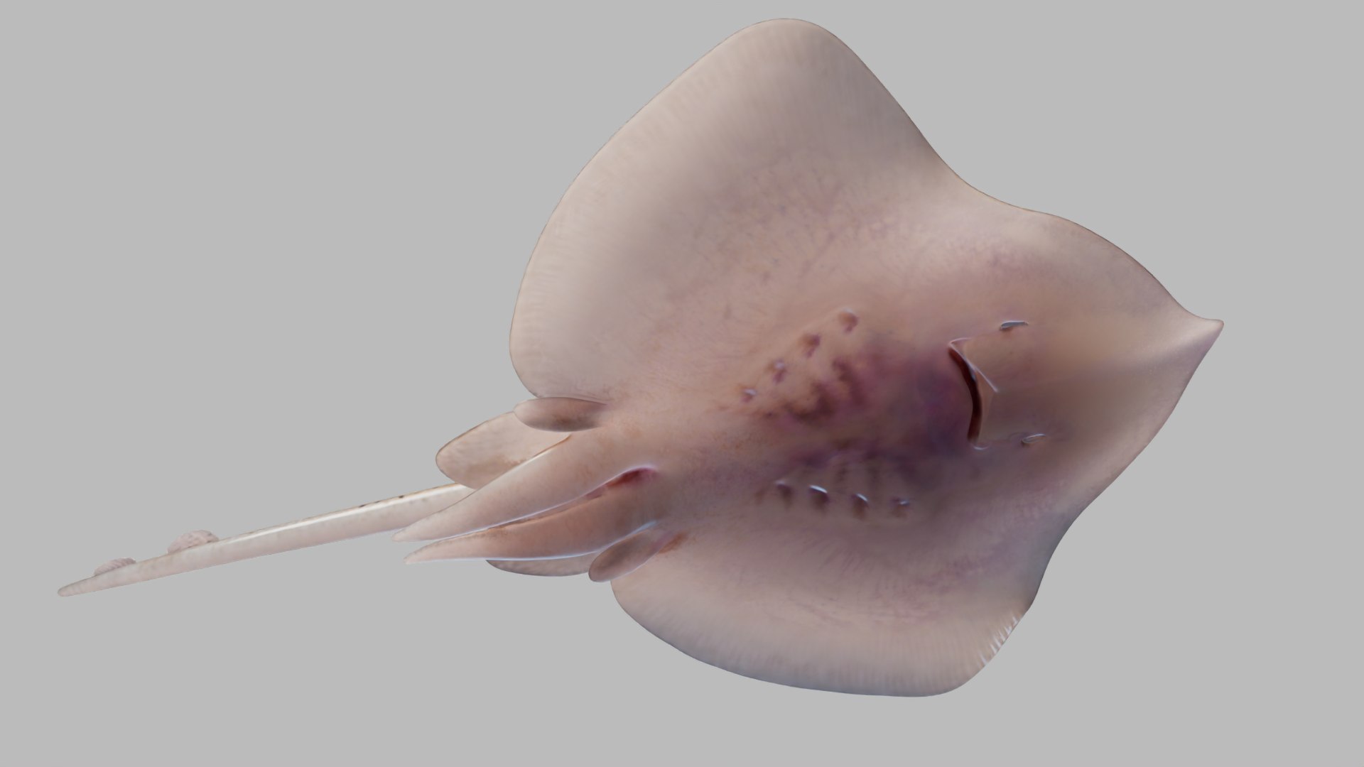 3D Stingray Animated Model - TurboSquid 2354956