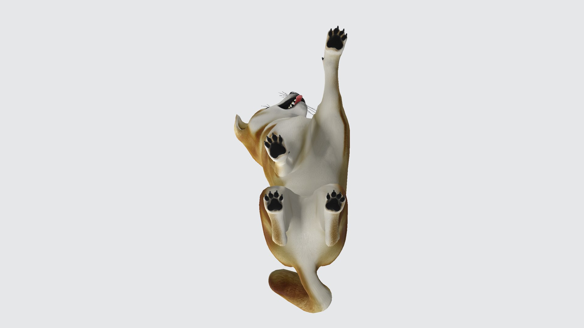 Shiba Inu Dog - Shake 3D Model - TurboSquid 2344702