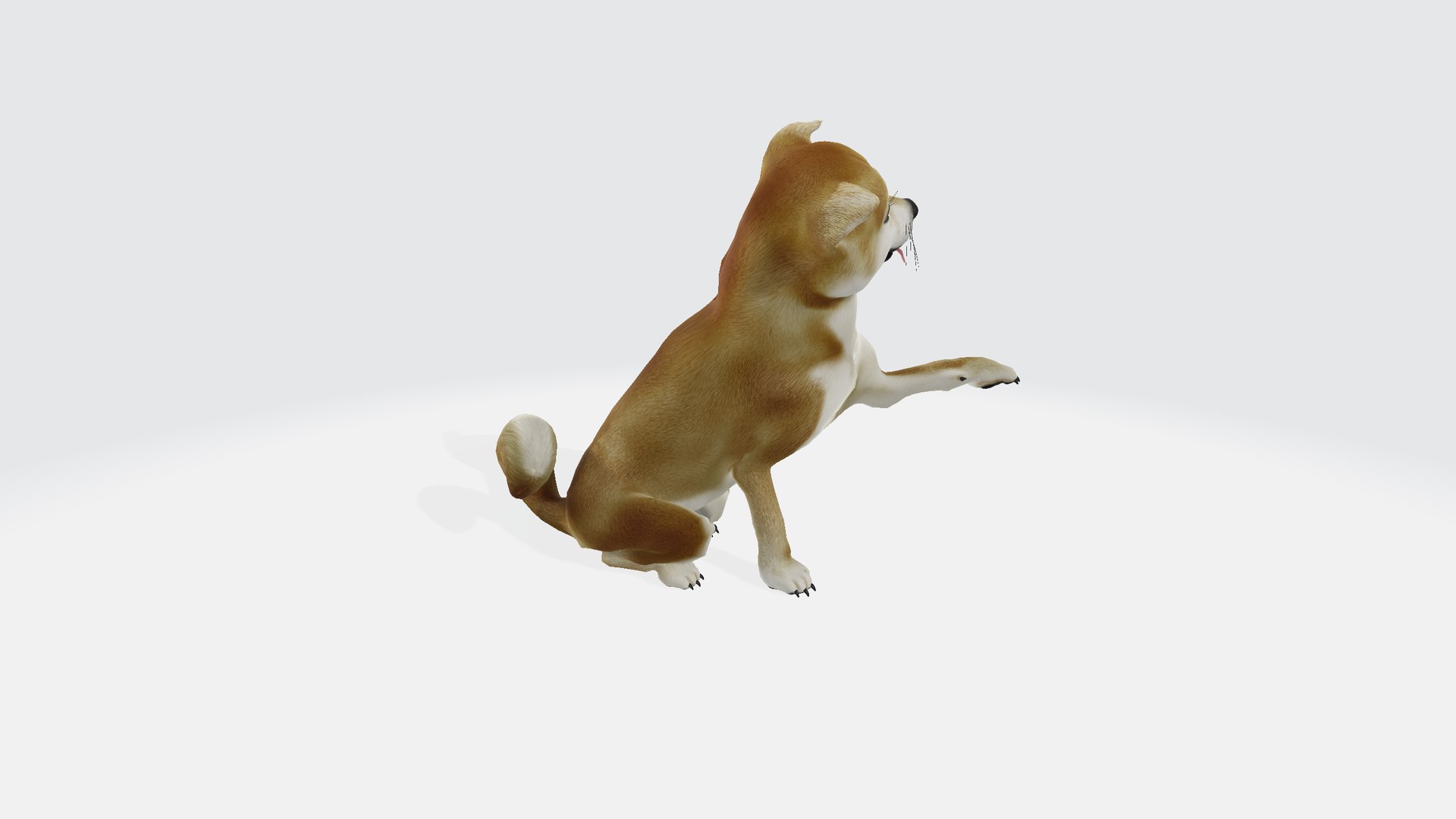 Shiba Inu Dog - Shake 3D Model - TurboSquid 2344702