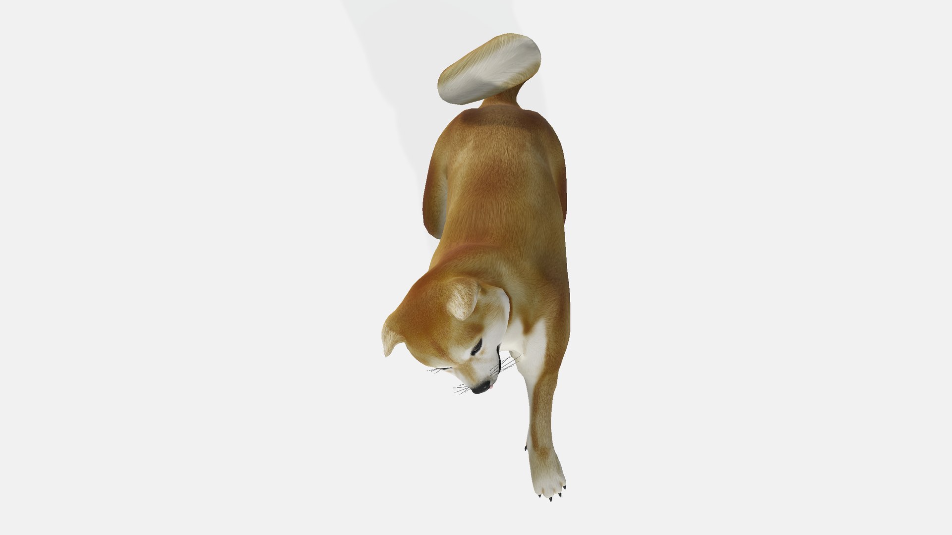 Shiba Inu Dog - Shake 3D Model - TurboSquid 2344702