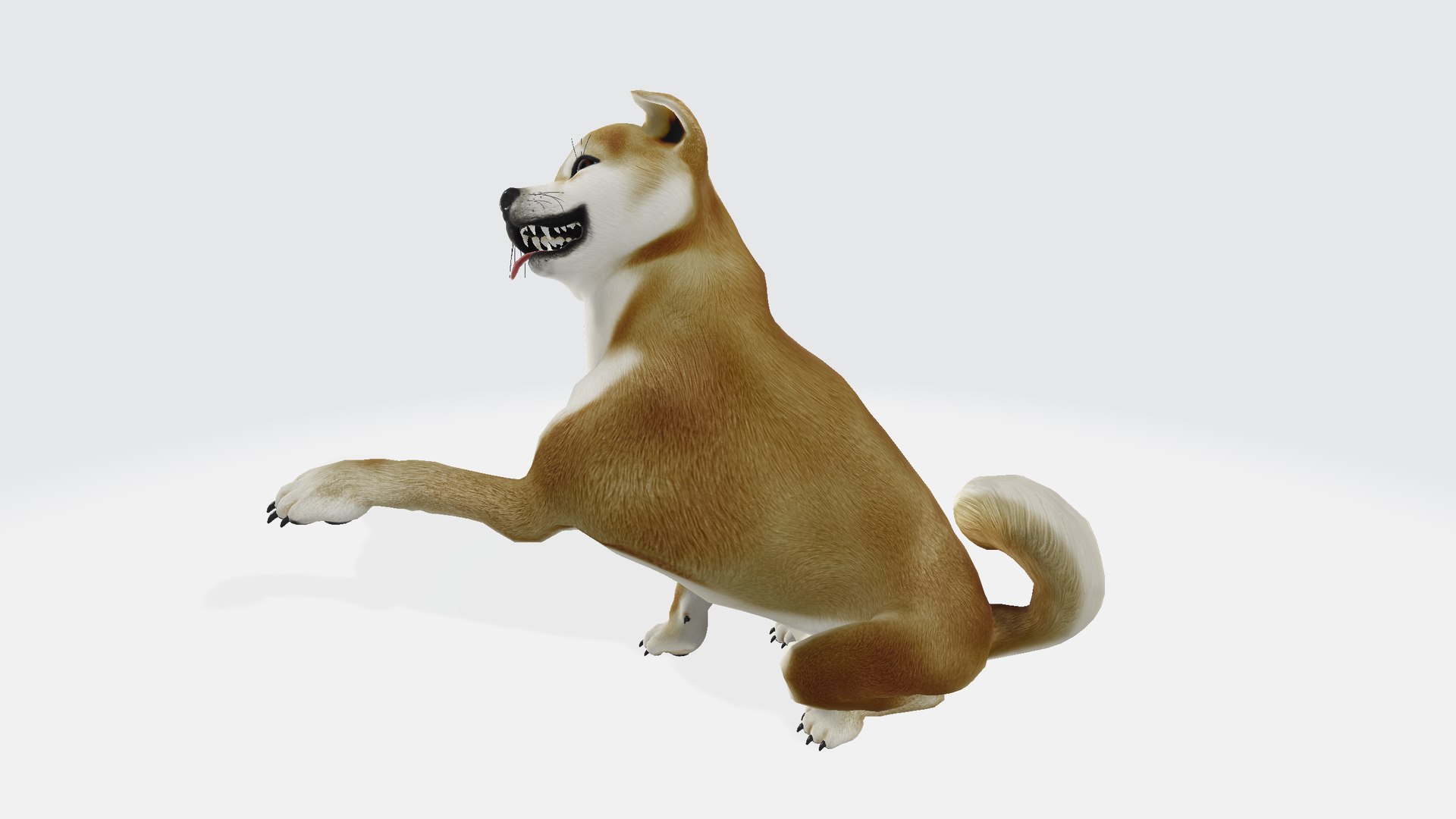 Shiba Inu Dog - Shake 3D Model - TurboSquid 2344702