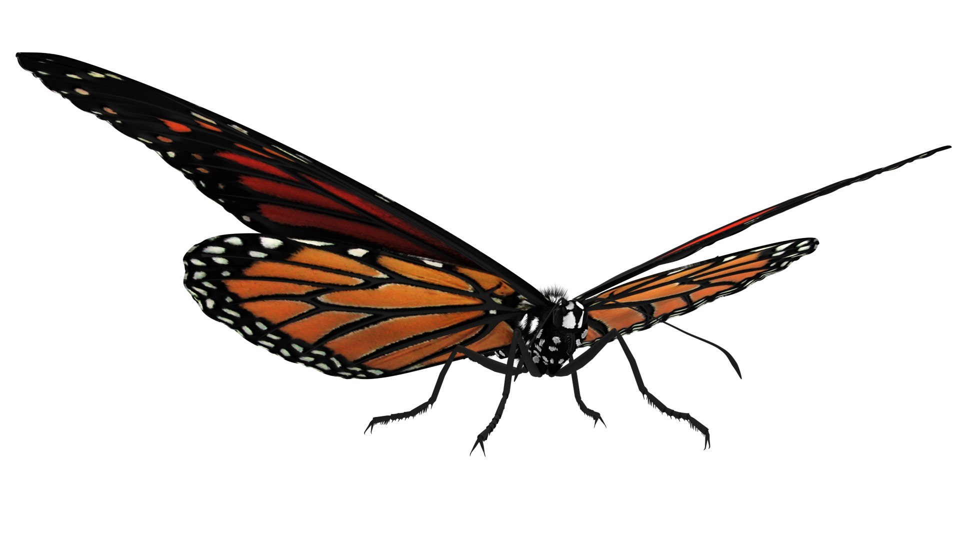 Monarch Butterfly Rigged Animation 3D - TurboSquid 1473476