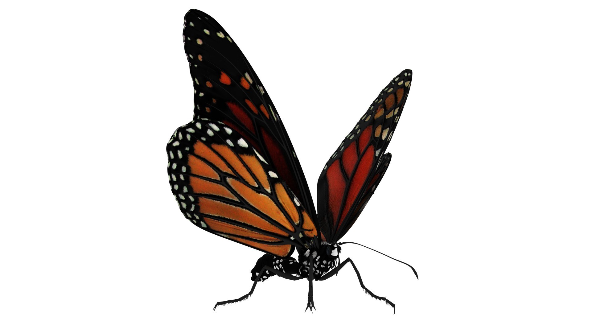 Monarch Butterfly Rigged Animation 3D - TurboSquid 1473476