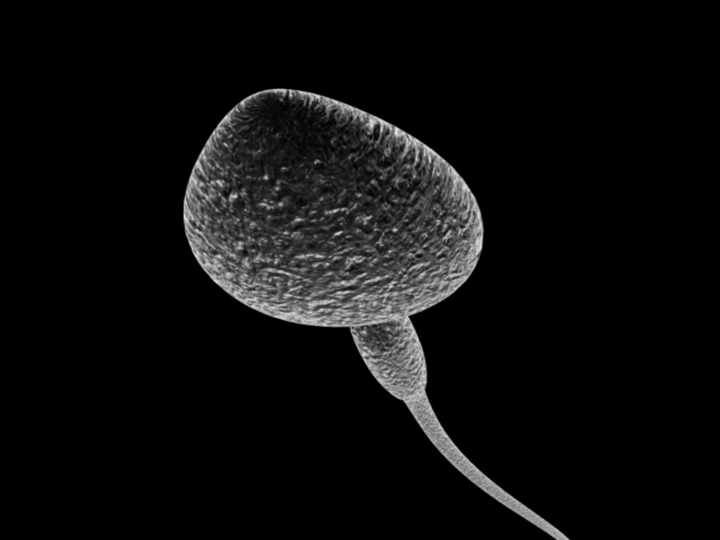 3dsmax sperm cell animations