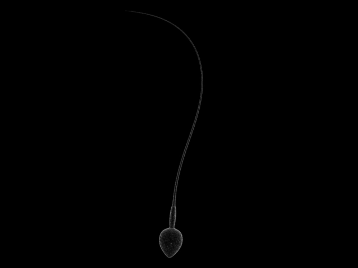 3dsmax sperm cell animations