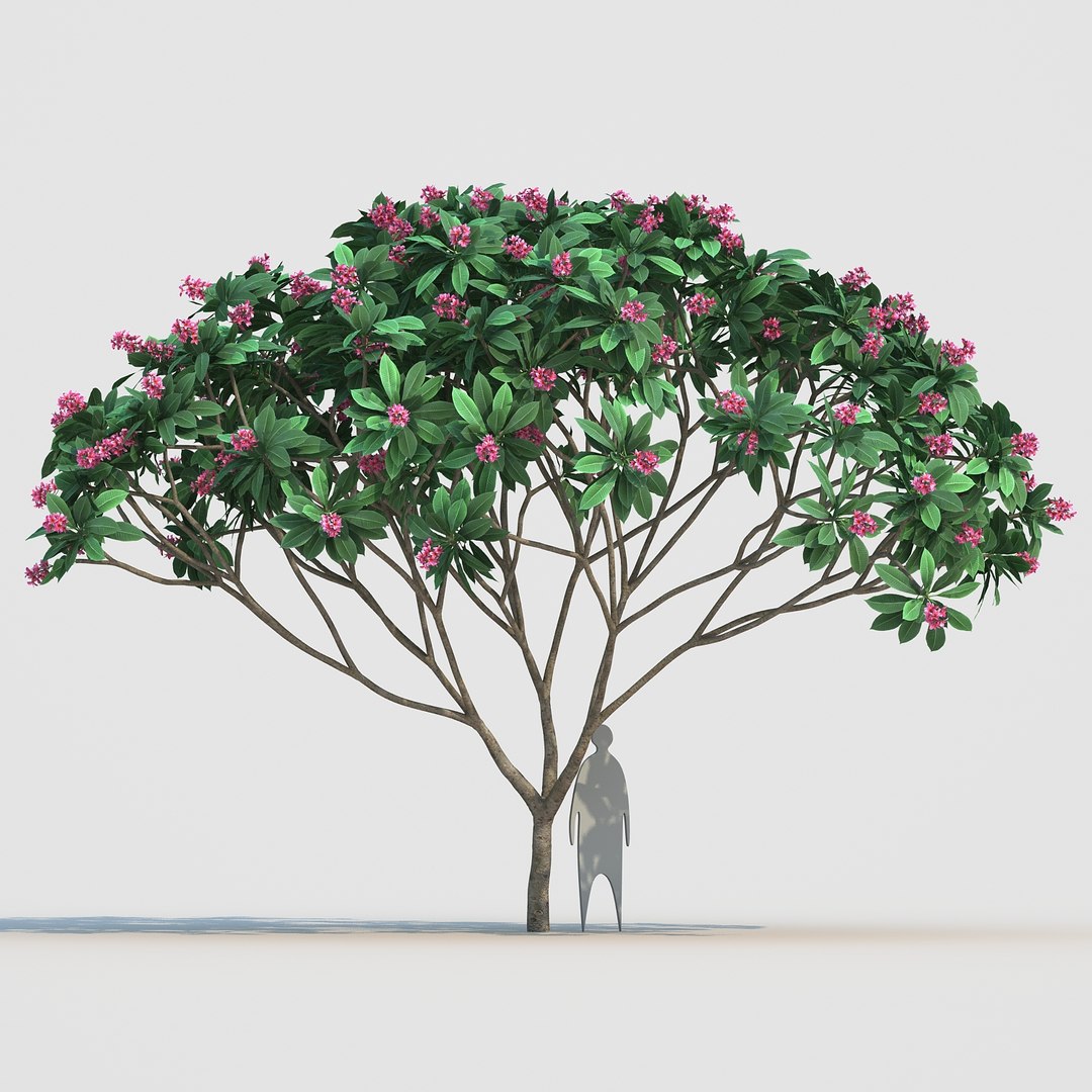 3d Trunk Flower 10 Tree Model